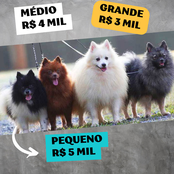 Spitz alemão: características, cuidados e perguntas frequentes